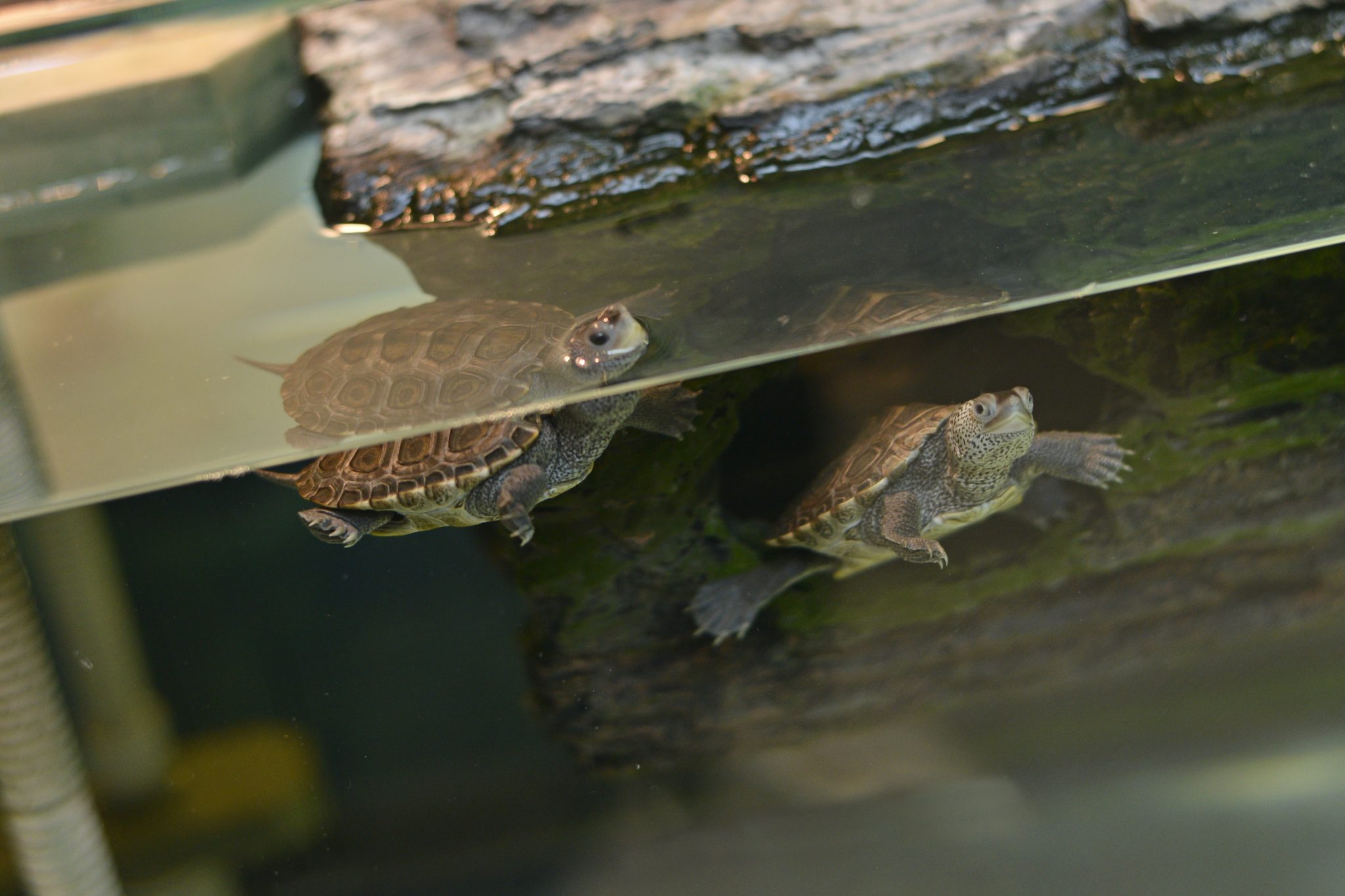 Terrapin Program – Maryland Environmental Service